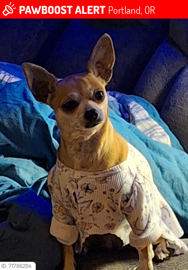 Portland, OR Lost Female Dog, Libbie Is Missing | PawBoost