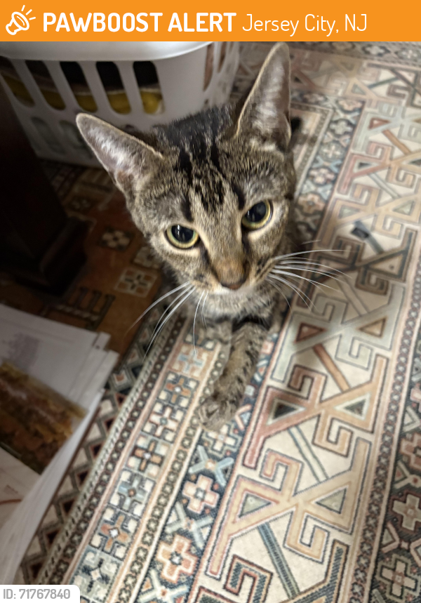 Rehomed Female Cat in Jersey City, NJ 07304 (ID: 71767840) | PawBoost