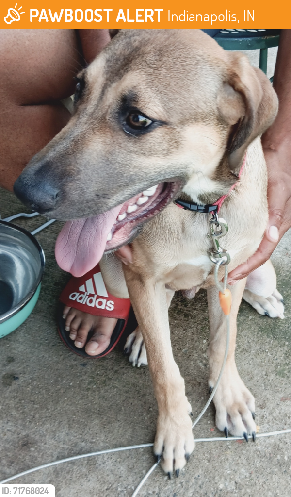 Indianapolis, IN Stray Male Dog Found Near Beachway and Lynhurst | PawBoost
