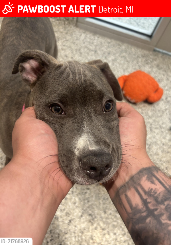 Detroit, MI Lost Female Dog, Daisy Is Missing | PawBoost