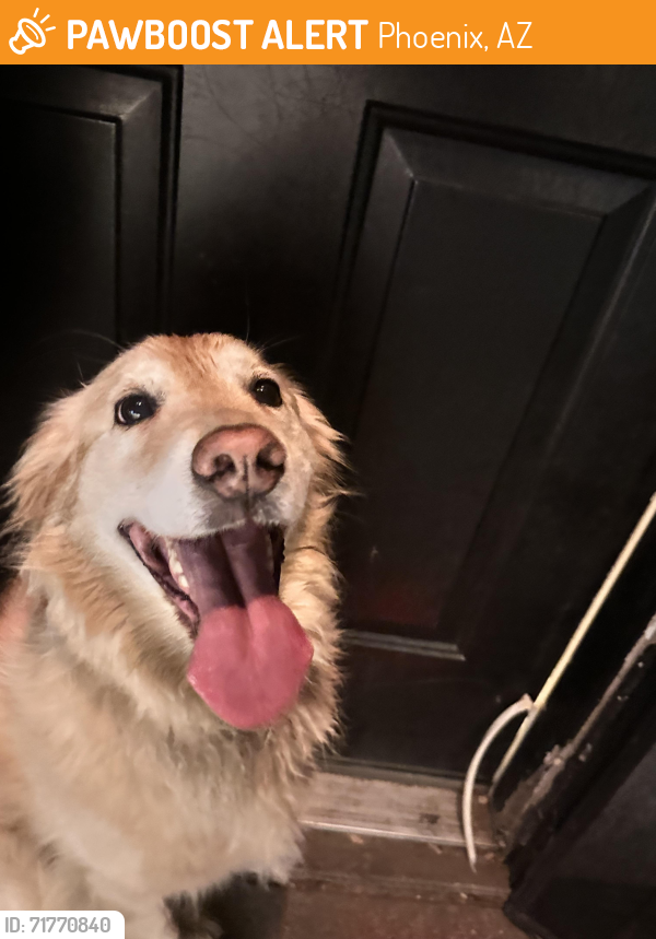 Phoenix, AZ Stray Female Dog Found Near 24st & Thomas road | PawBoost