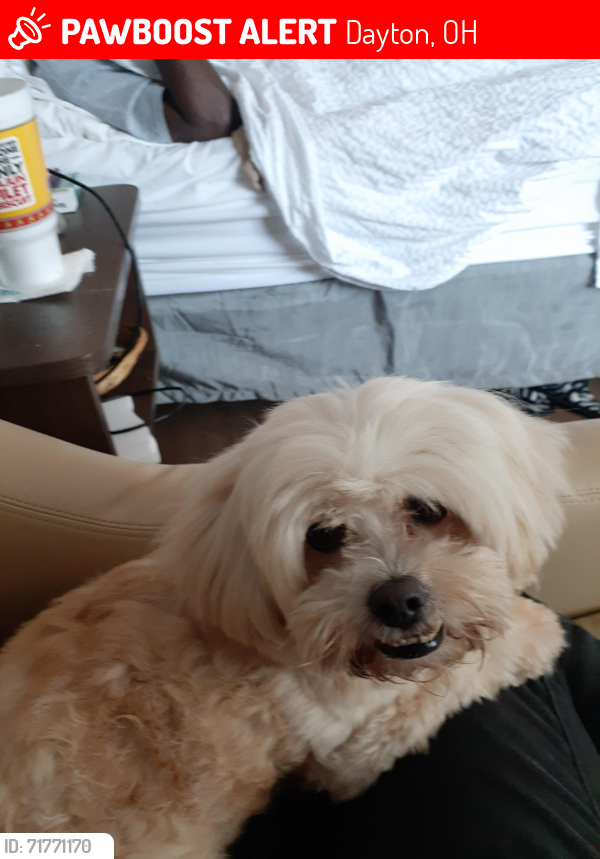 Dayton, OH Lost Female Dog, Lilly Is Missing | PawBoost