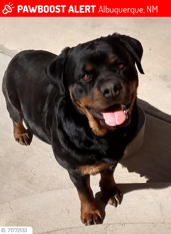 Albuquerque, NM Lost Female Dog, Oklahoma Is Missing | PawBoost