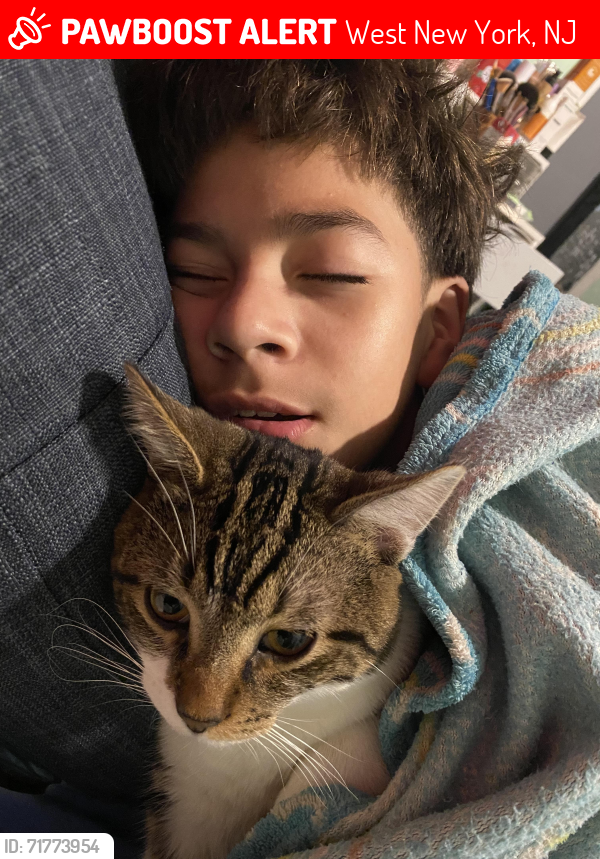 West New York, NJ Lost Male Cat, Max Is Missing | PawBoost