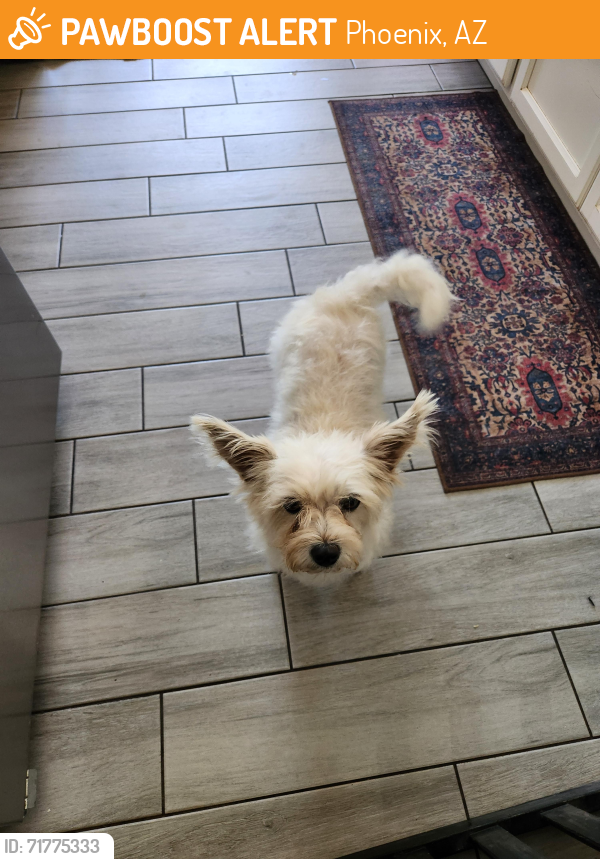 Phoenix, AZ Stray Female Dog Found Near 28th street and Monte Vista ...