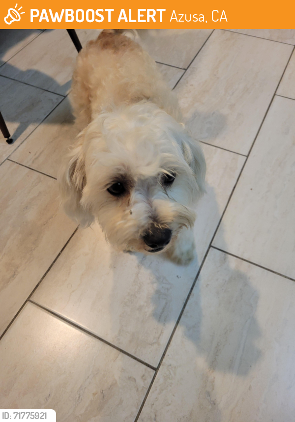 Azusa, CA Stray Male Dog Found Near N Fenimore Ave, Azusa | PawBoost