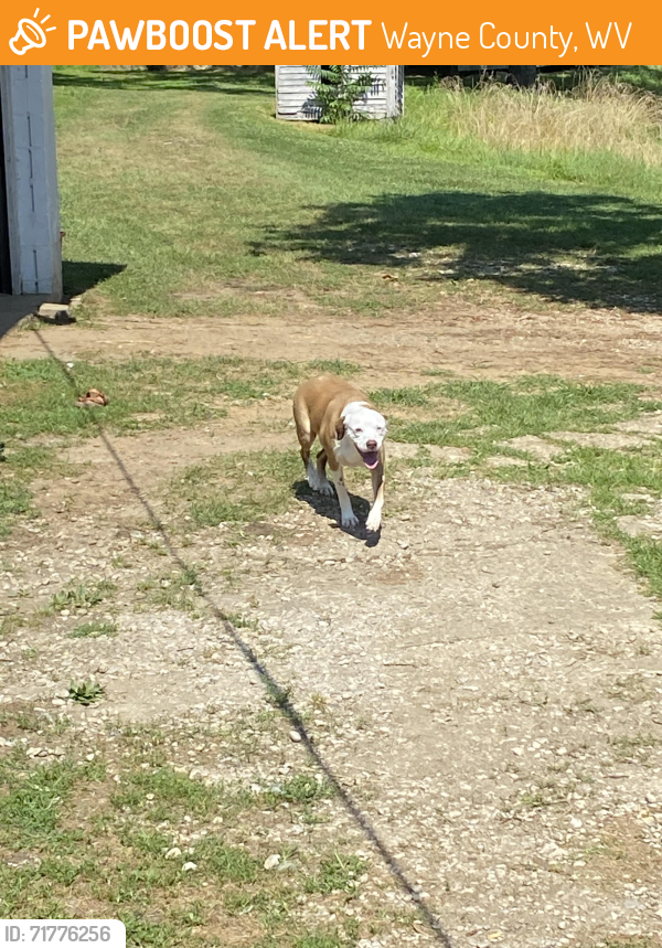 Wayne County, WV Stray Male Dog Found Near Beechfork lake & East Lynn ...