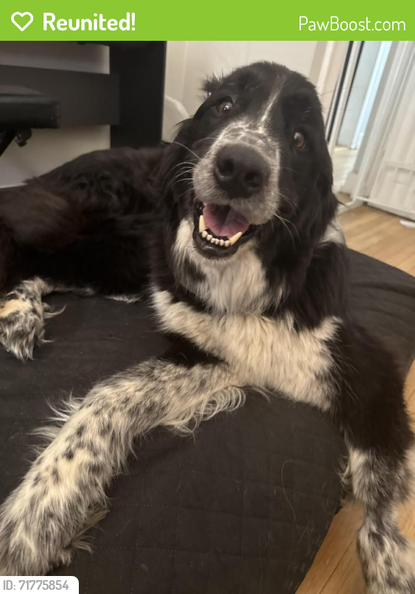 Reunited Female Dog in Akron, OH 44333 (ID: 71775854) | PawBoost