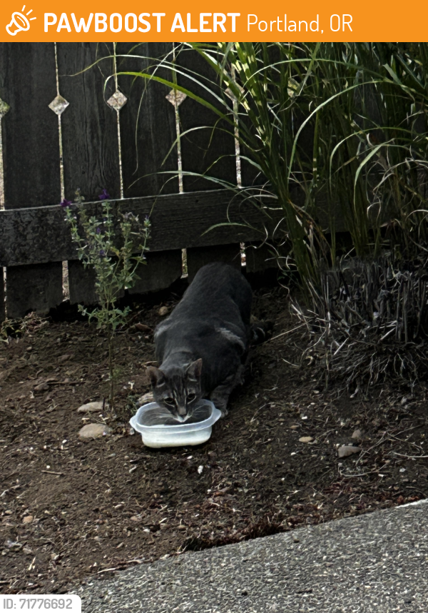 Portland, OR Stray Cat Found Near Fremont and Alameda | PawBoost