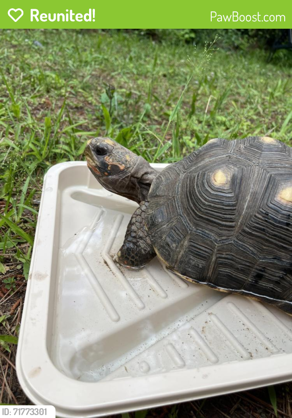 Reunited Female Reptile in Carrboro, NC 27510 (ID: 71773301) | PawBoost