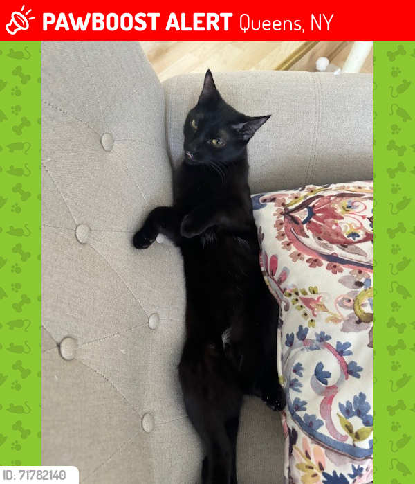 Queens, NY Lost Female Cat, Pitufa Is Missing | PawBoost