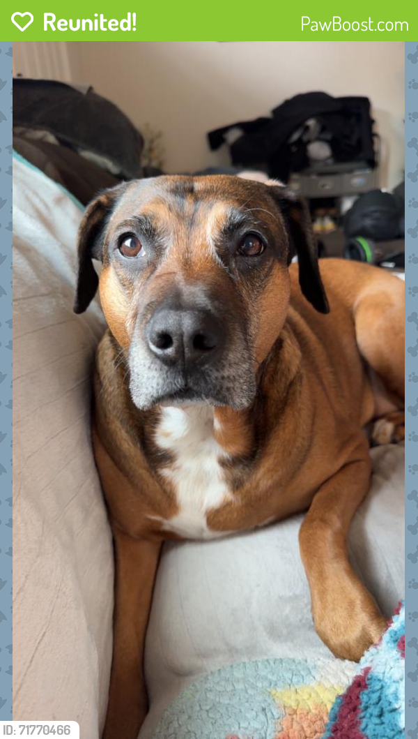 Reunited Female Dog in Spokane, WA 99207 (ID: 71770466) | PawBoost