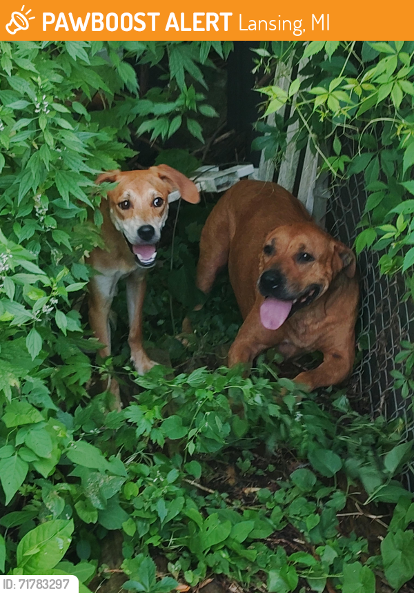 Lansing, MI Stray Dog Found Near Commonwealth Ave Lansing mi | PawBoost