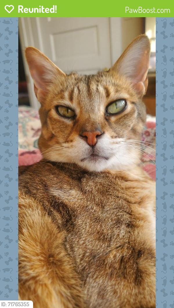 Reunited Female Cat in Boise, ID 83706 (ID: 71765355) | PawBoost