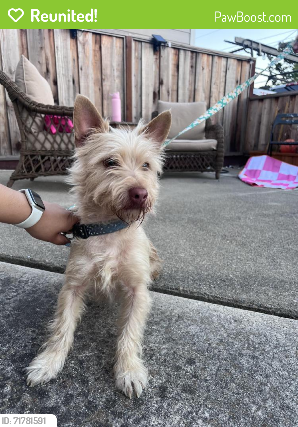 Reunited Male Dog in Campbell, CA 95008 (ID: 71781591) | PawBoost