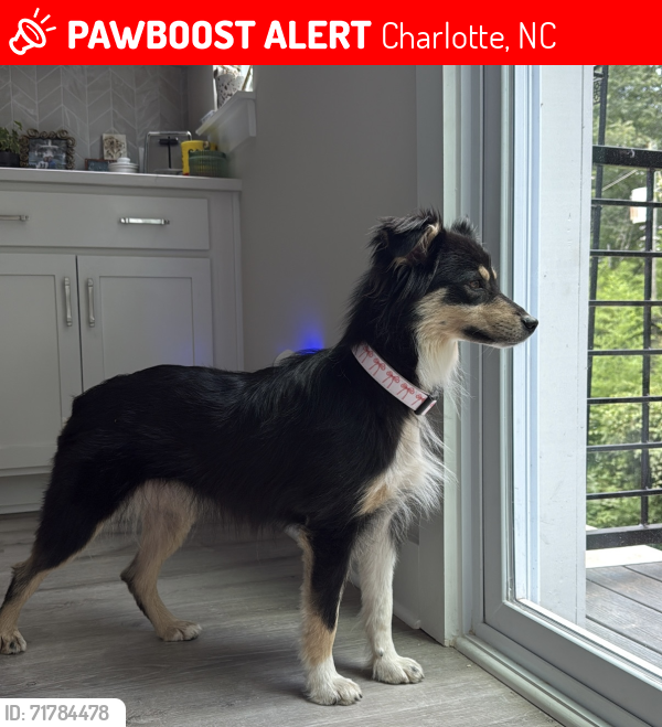 Charlotte, NC Lost Female Dog, Phoebe Is Missing | PawBoost