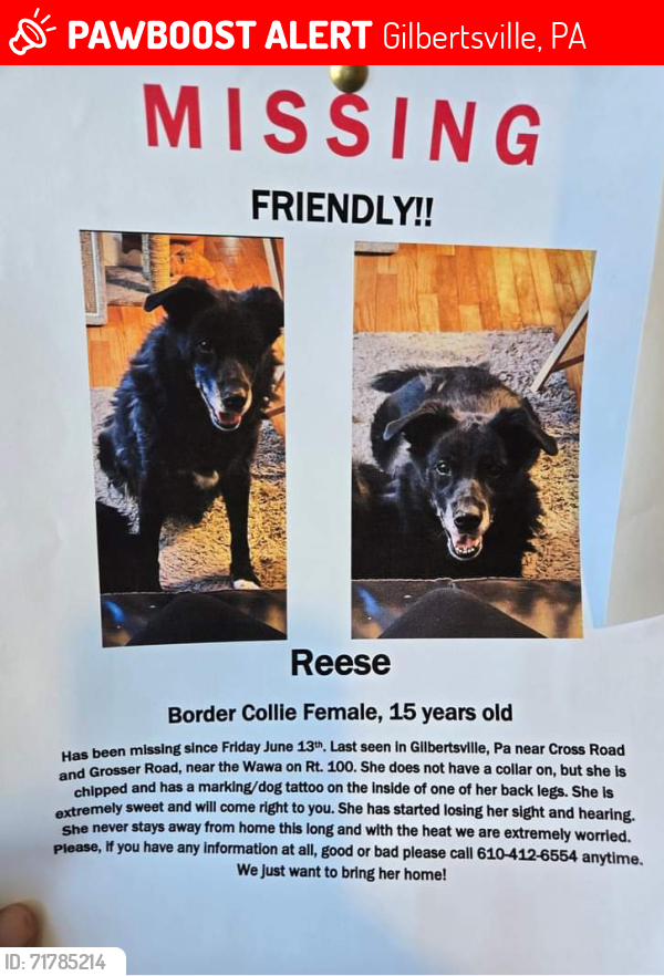Gilbertsville, PA Lost Female Dog, REESE Is Missing | PawBoost