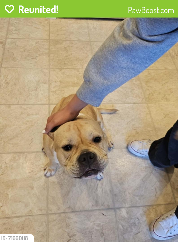 Reunited Female Dog in St. Louis, MO 63118 (ID: 71660118) | PawBoost