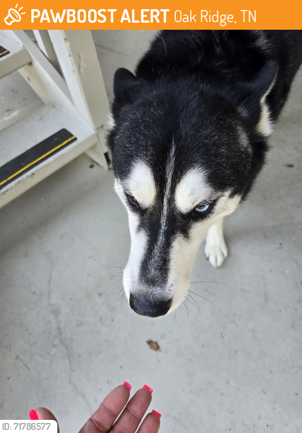 Oak Ridge, TN Stray Male Dog Found Near Oak ridge | PawBoost