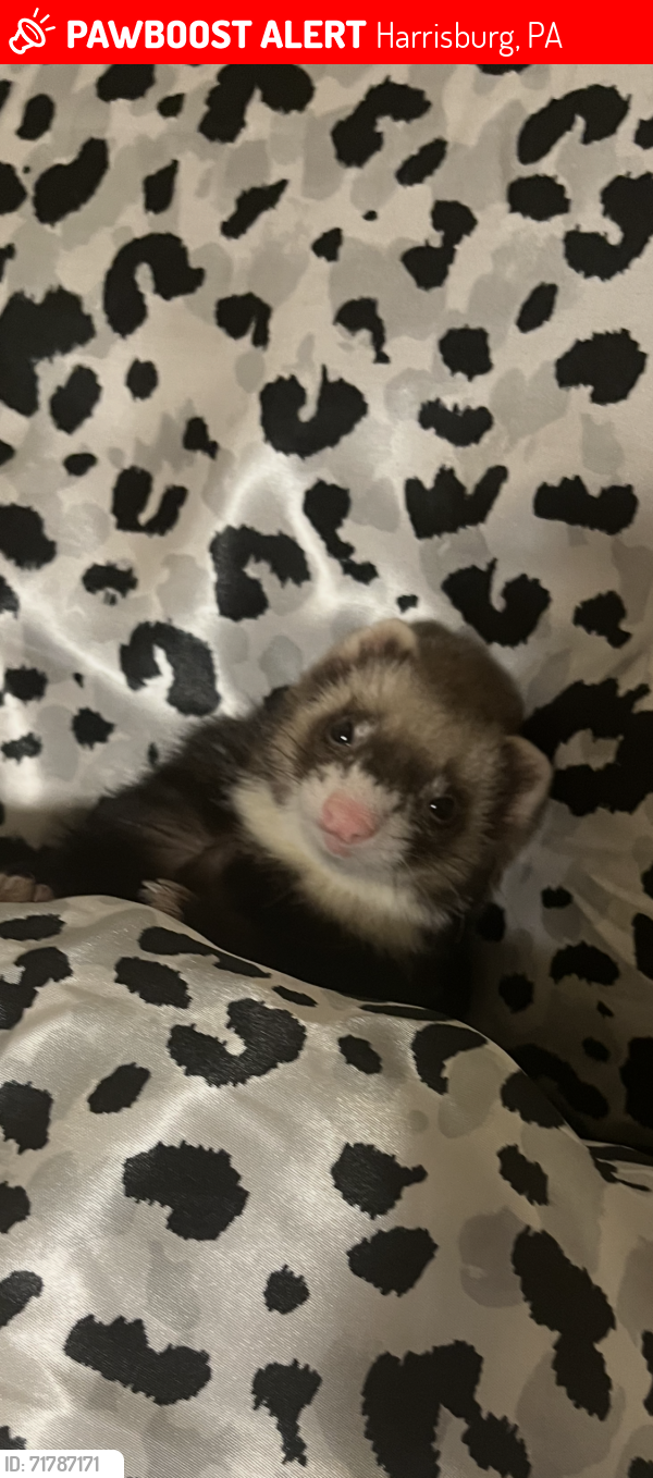 Harrisburg, PA Lost Female Ferret, Lily Is Missing | PawBoost