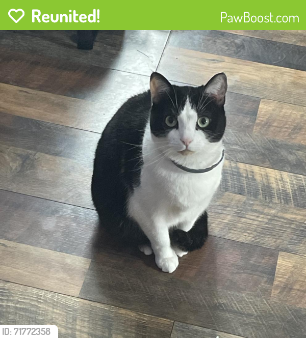 Reunited Female Cat in Camillus, NY 13031 (ID: 71772358) | PawBoost