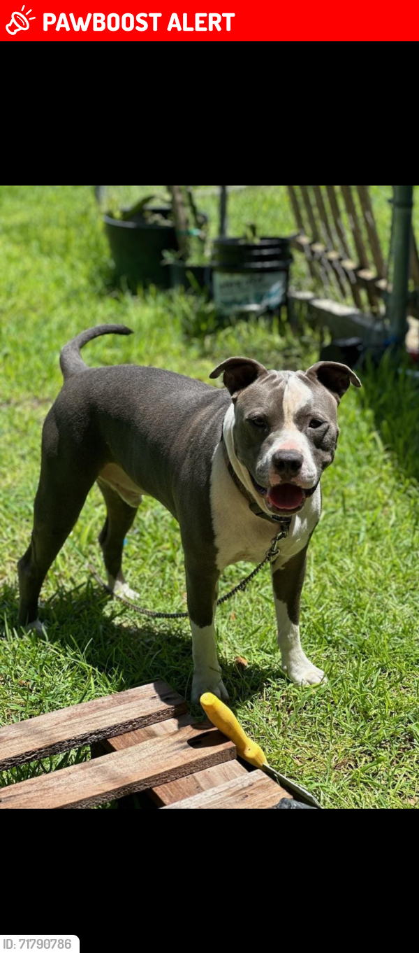 Miami-Dade County, FL Lost Female Dog, Luna Is Missing | PawBoost