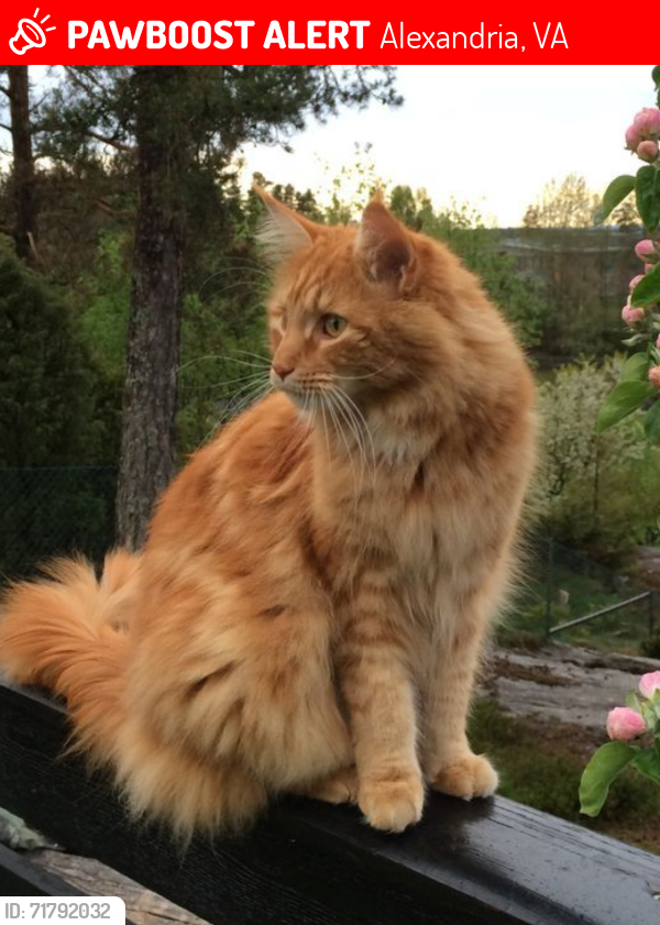 Alexandria, VA Lost Cat, Garfield Is Missing | PawBoost