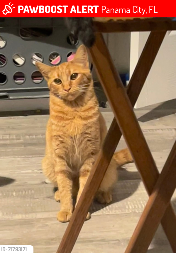Panama City, FL Lost Female Cat, Daisy Is Missing | PawBoost