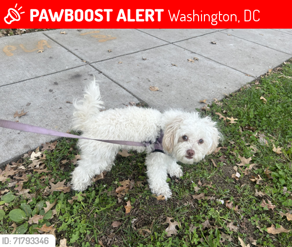 Washington, DC Lost Female Dog, Lola Is Missing | PawBoost