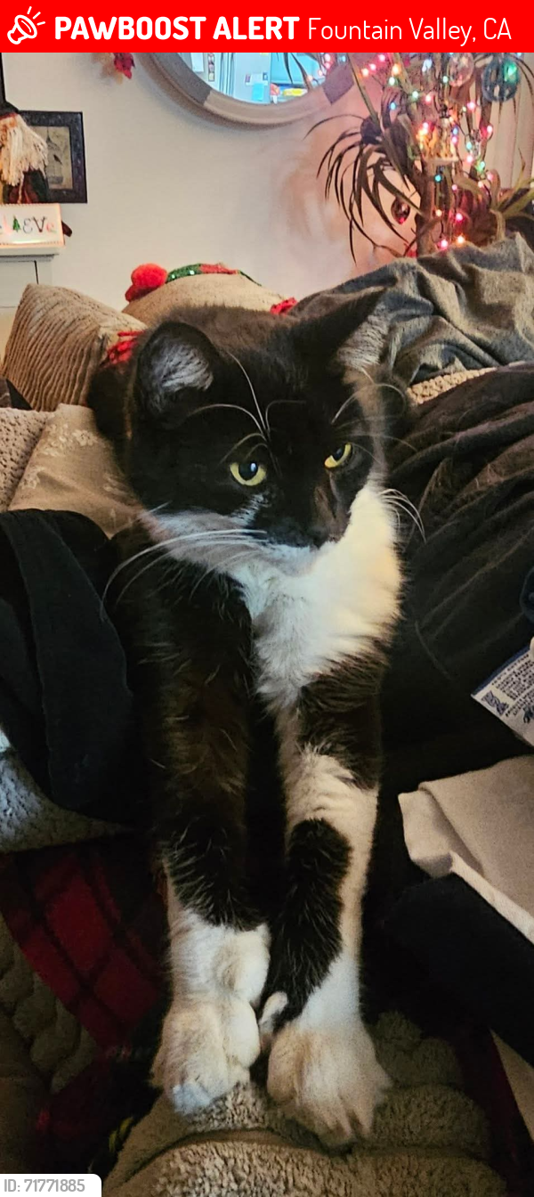 Fountain Valley, CA Lost Female Cat, Oreo Is Missing | PawBoost
