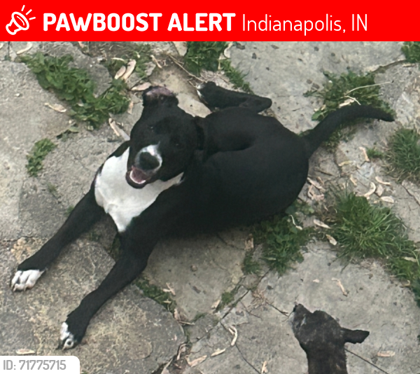 Indianapolis, IN Lost Male Dog, Duke Is Missing | PawBoost