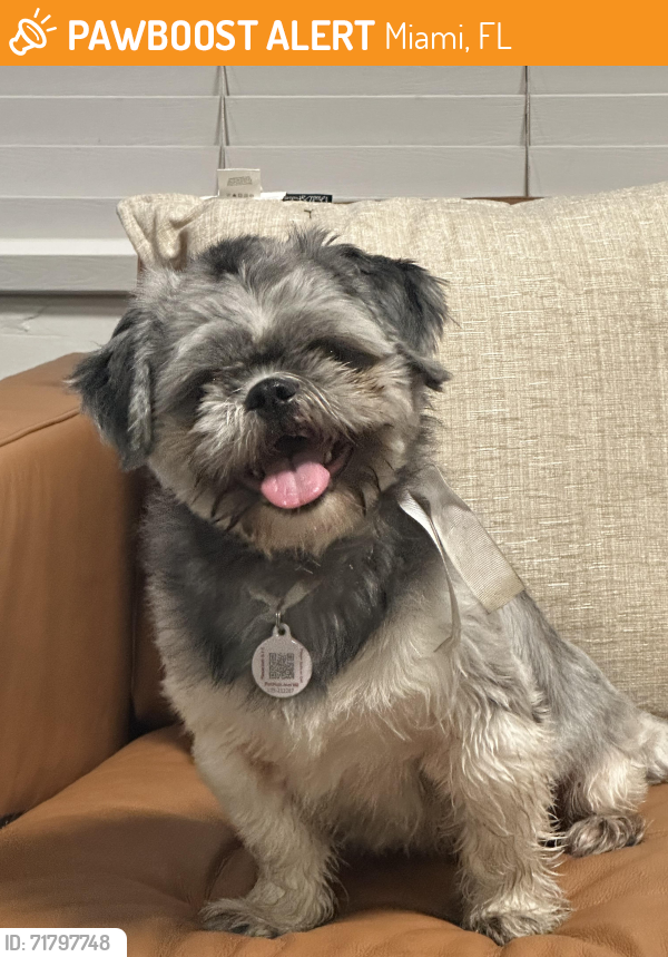 Miami, FL Stray Male Dog Found Near 32nd Ave and Coral Way | PawBoost
