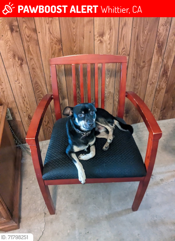 Whittier, CA Lost Male Dog, Max Is Missing | PawBoost