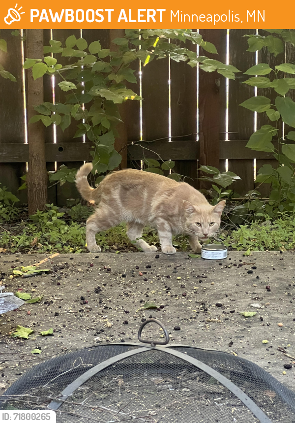 Minneapolis, MN Stray Cat Found Near 13th and university | PawBoost