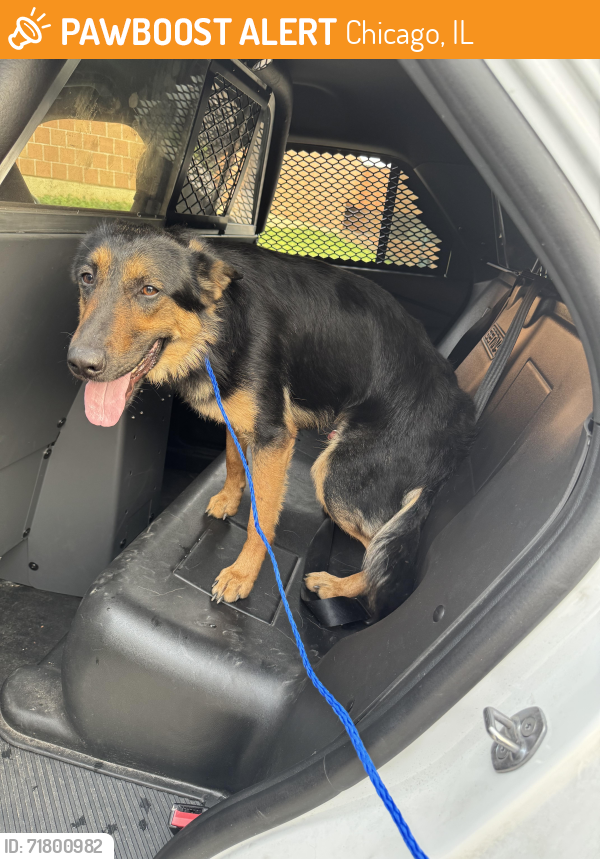 Chicago, IL Stray Male Dog Found Near Near south western | PawBoost