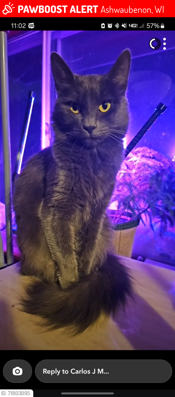 Ashwaubenon, WI Lost Female Cat, Midnight Is Missing | PawBoost