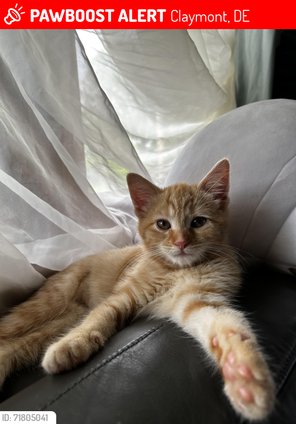 Claymont, DE Lost Female Cat, Soufflé Is Missing | PawBoost