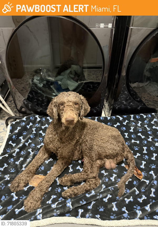 Miami, FL Stray Male Dog Found Near McDonald’s in 8th street | PawBoost