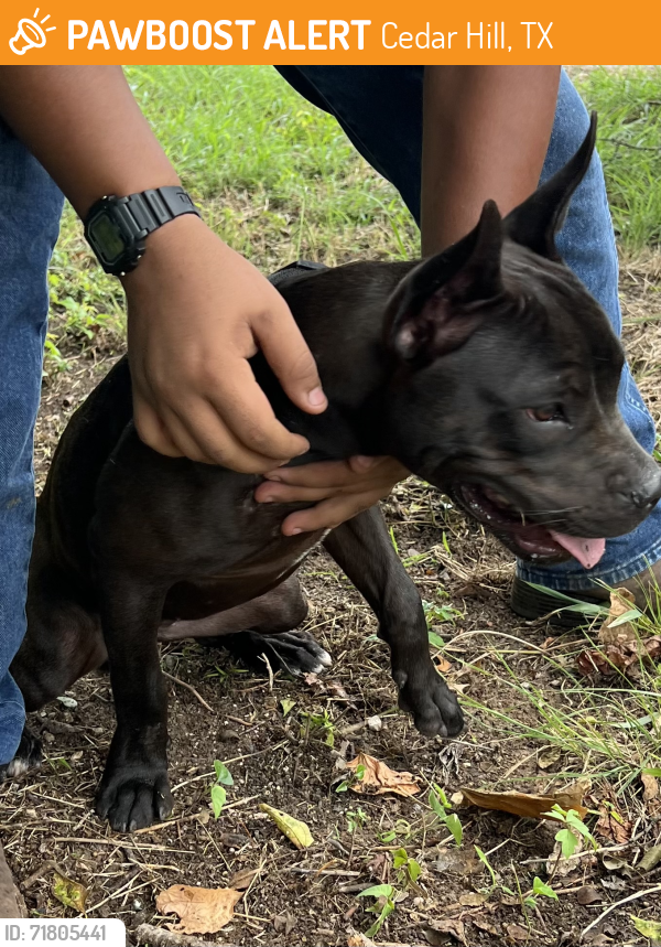 Cedar Hill, TX Stray Dog Found Near highway 67 | PawBoost