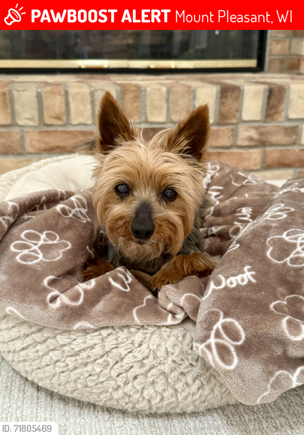 Mount Pleasant, WI Lost Female Dog, Ella Is Missing | PawBoost