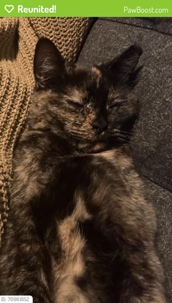 Reunited Female Cat in Newberry Township, PA 17319 (ID: 70961852 ...