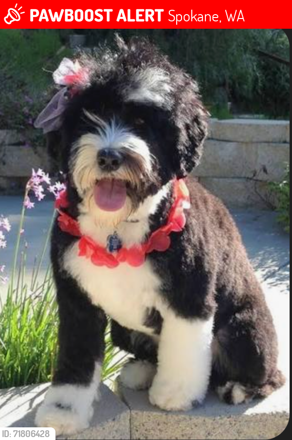 Spokane, WA Lost Female Dog, Paris Is Missing | PawBoost