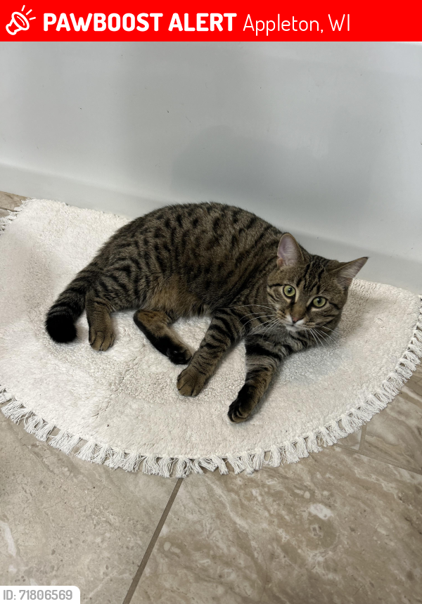 Appleton, WI Lost Male Cat, Mudge Is Missing | PawBoost