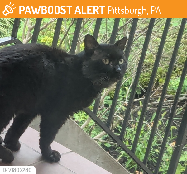 Pittsburgh, PA Stray Cat Found Near Pocusset St at Phillips Ave | PawBoost