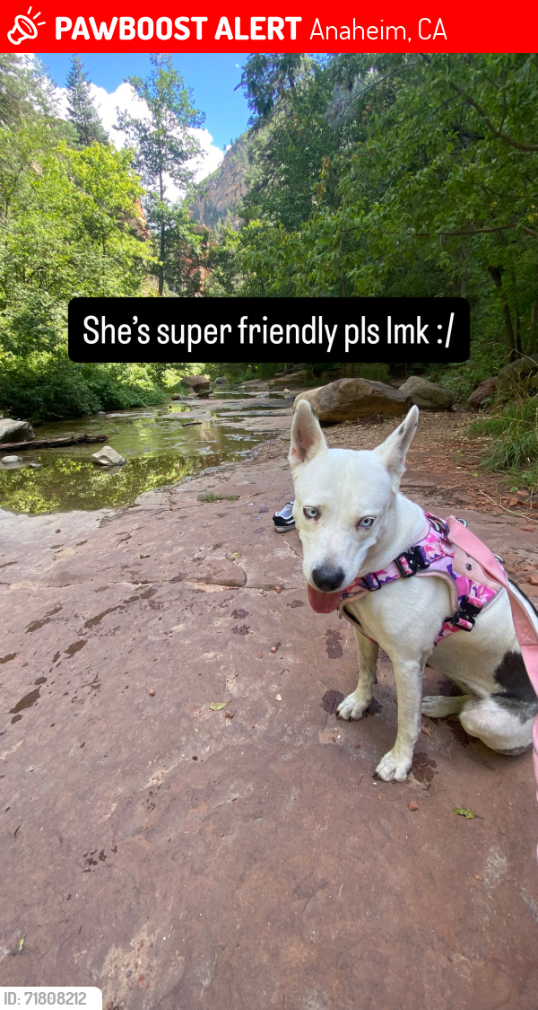 Anaheim, CA Lost Female Dog, Freya Is Missing | PawBoost