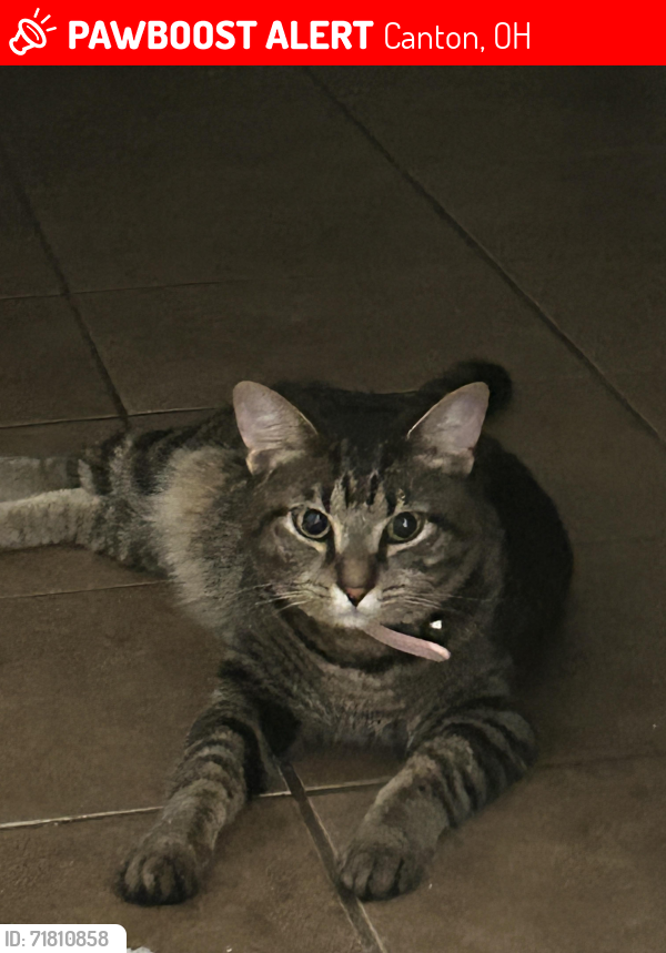 Canton, OH Lost Female Cat, Ellie Is Missing | PawBoost