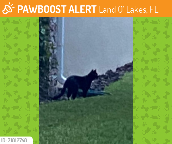Land O' Lakes, FL Stray Cat Found Near Near Shrewbury Pl Land O Lakes ...