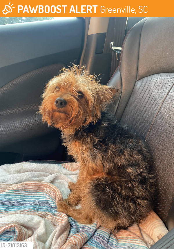 Rehomed Male Dog in Greenville, SC 29601 (ID: 71813163) | PawBoost
