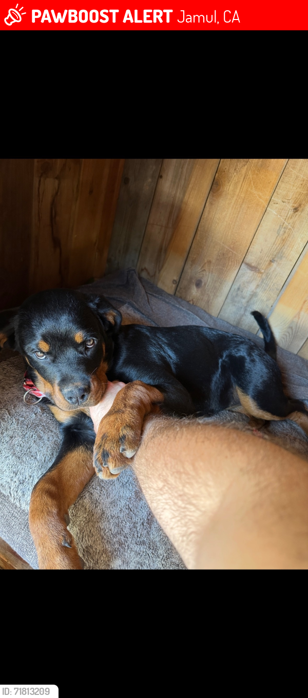 Jamul, CA Lost Female Dog, Daisy Is Missing | PawBoost