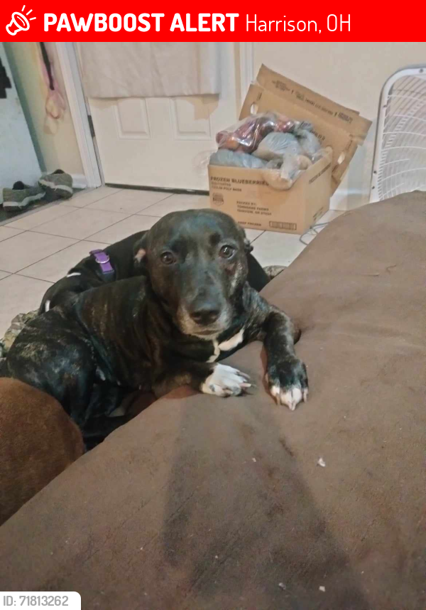 Harrison, OH Lost Female Dog, Bella Sue Is Missing | PawBoost